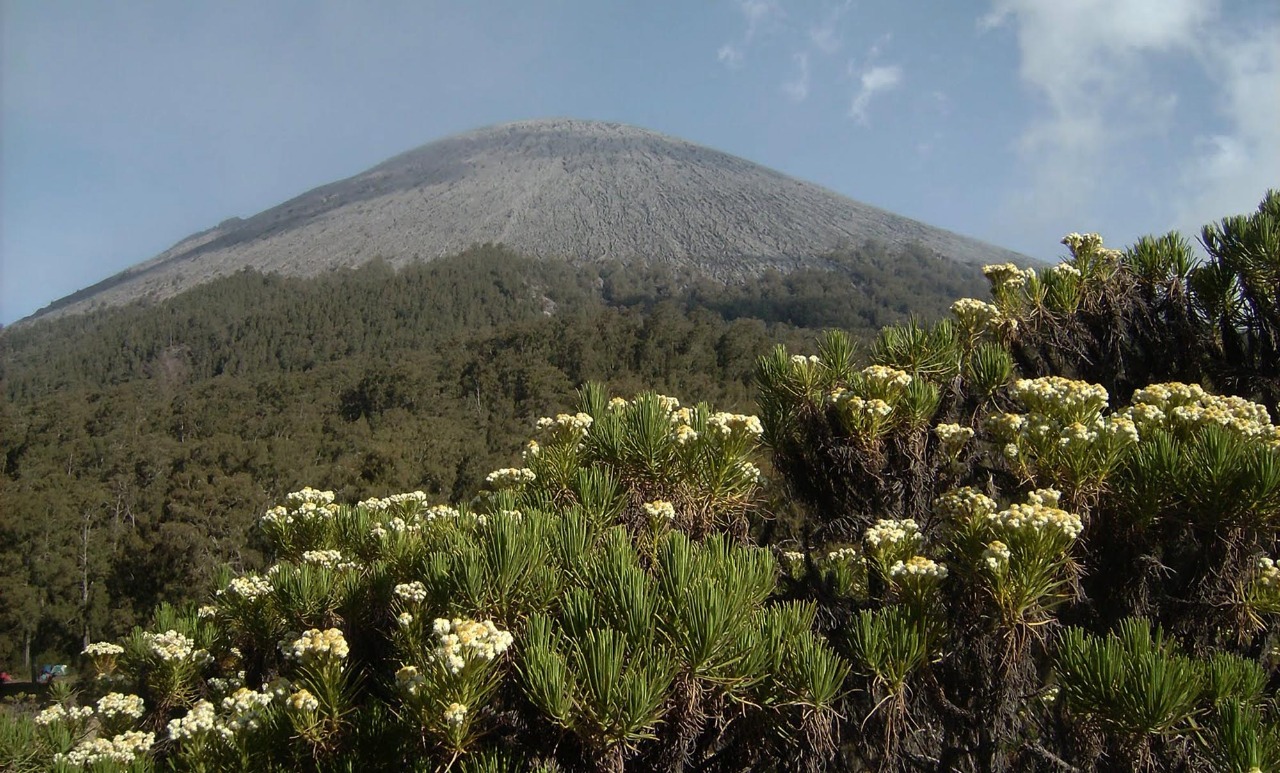 Indahnya Bunga Edelweis di Kebun Pokdarwis