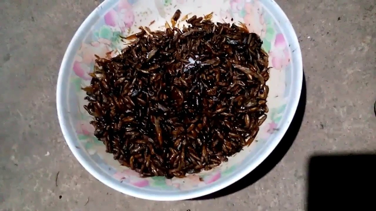 Bolehkah Makan Laron? Ini Hukumnya