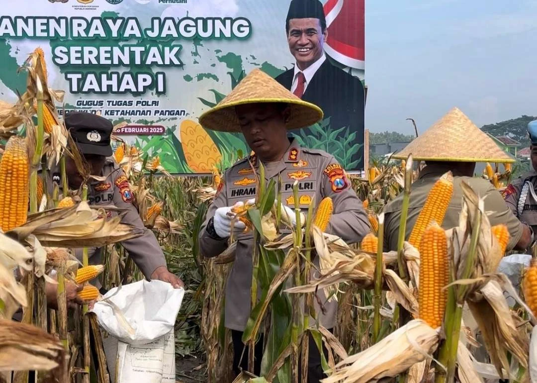 Panen Raya, Polres Mojokerto Hasilkan 12 Ton Jagung dari 8.500 Meter ...