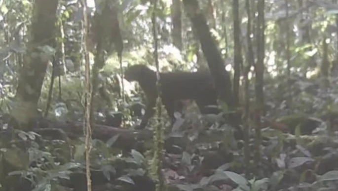 Kucing Merah Kalimantan Muncul Lagi di Taman Nasional Kayan Mentarang ...