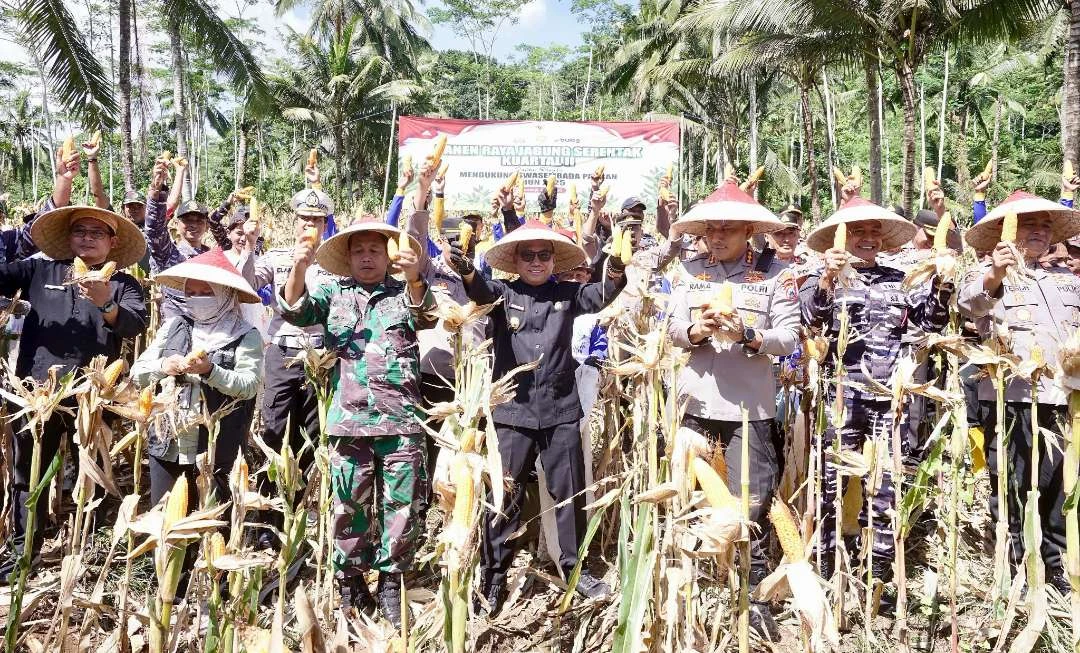 Dukung Swasembada Pangan, Banyuwangi Panen Raya Jagung