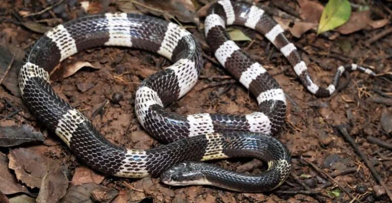 Sempat Dirawat 1 Bulan, Anak Pekalongan yang Digigit Ular Weling ...