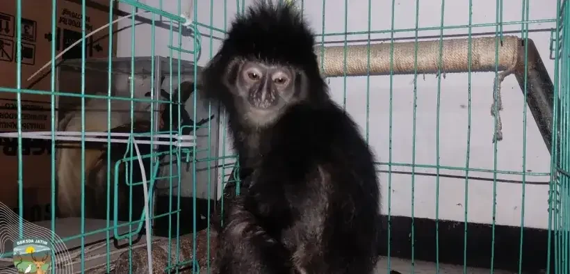 Lutung Budeng, Primata Endemik Jawa, Penyebar Biji Alami dan Penjaga ...