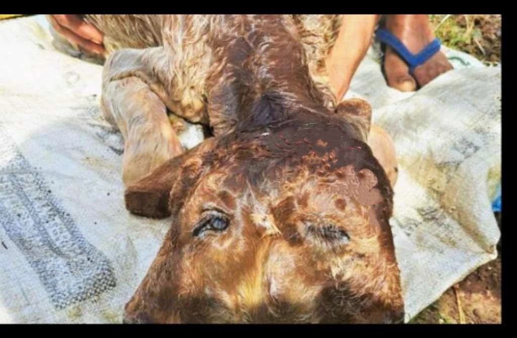 Viral, Anak Sapi Berkepala Dua Lahir di Bondowoso