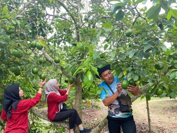 Kebun Alpukat Wonocolo di Pegunungan Kendeng Utara Jadi Primadona Baru ...